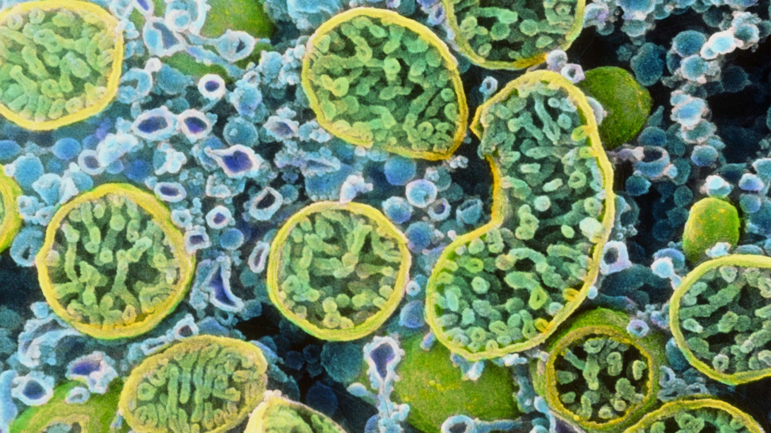 Cells Across the Body Communicate to Each Other - Charm